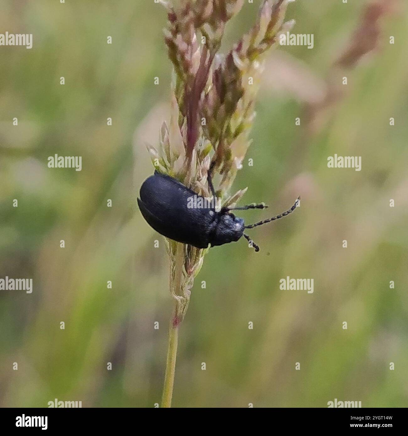 black-punctured leaf beetle (Galeruca tanaceti Stock Photo - Alamy