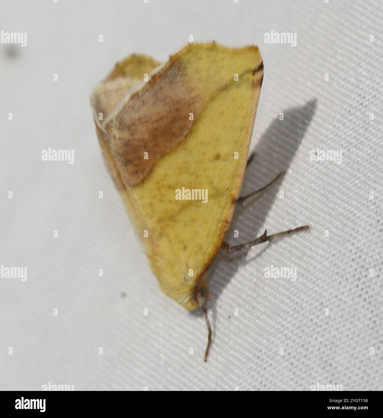 Sharp-lined Yellow (Sicya macularia Stock Photo - Alamy