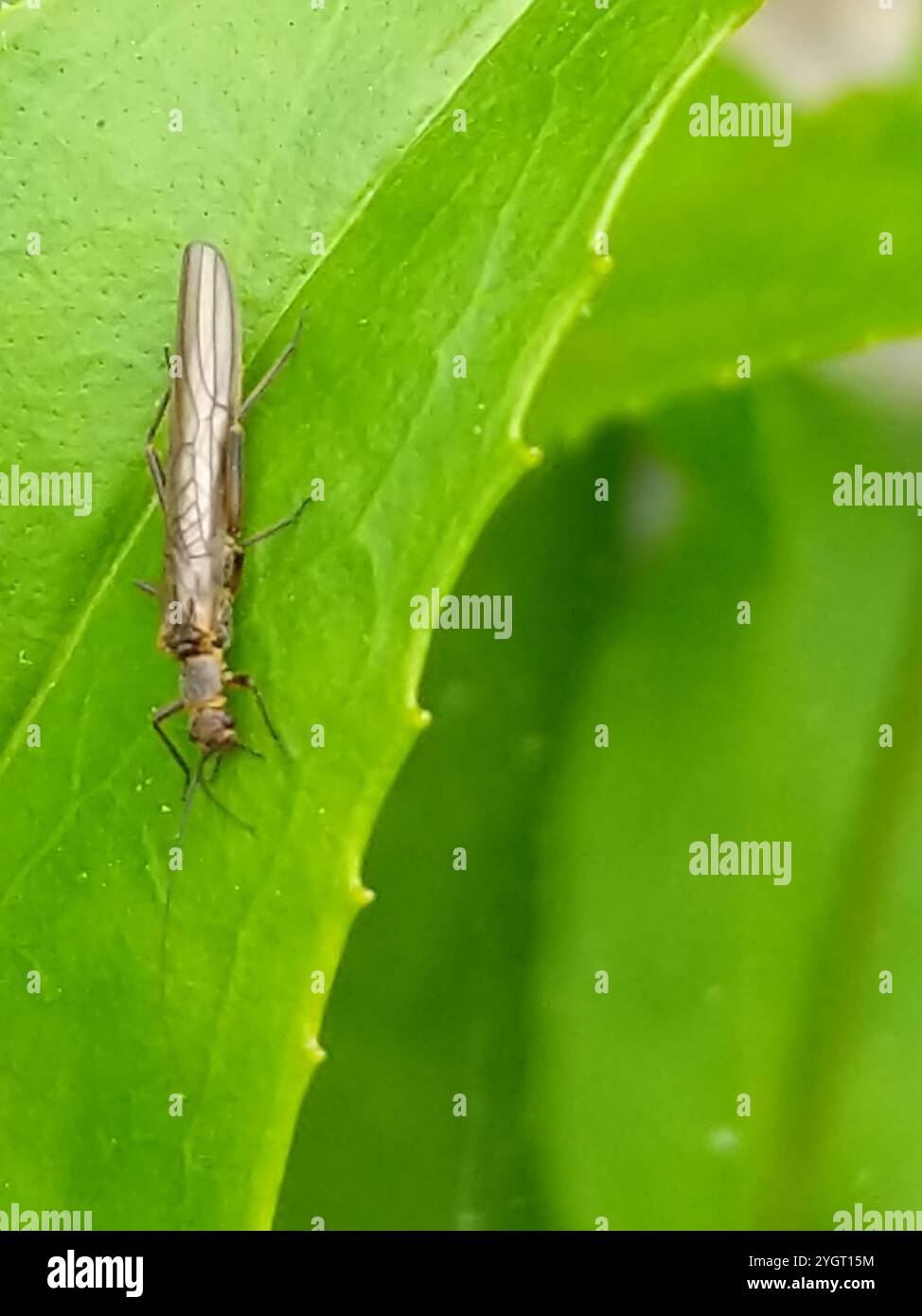 Rolled-winged Stoneflies (Leuctridae Stock Photo - Alamy