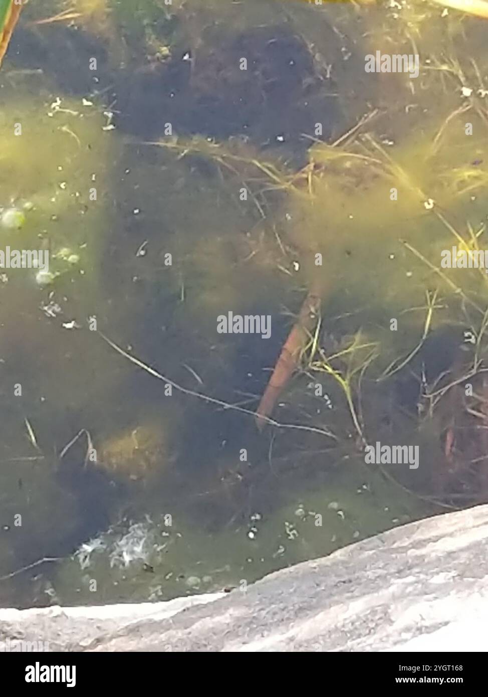 green algae (Chlorophyta Stock Photo - Alamy