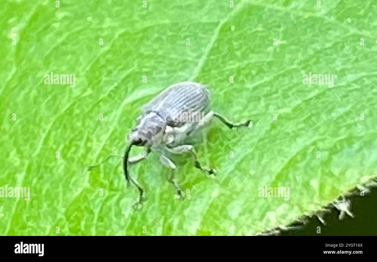 True Weevils (Curculionidae Stock Photo - Alamy