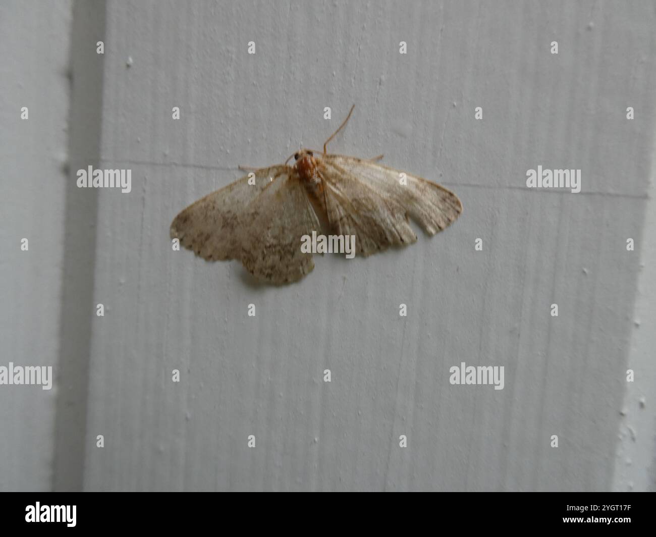 Small Engrailed (Ectropis crepuscularia Stock Photo - Alamy