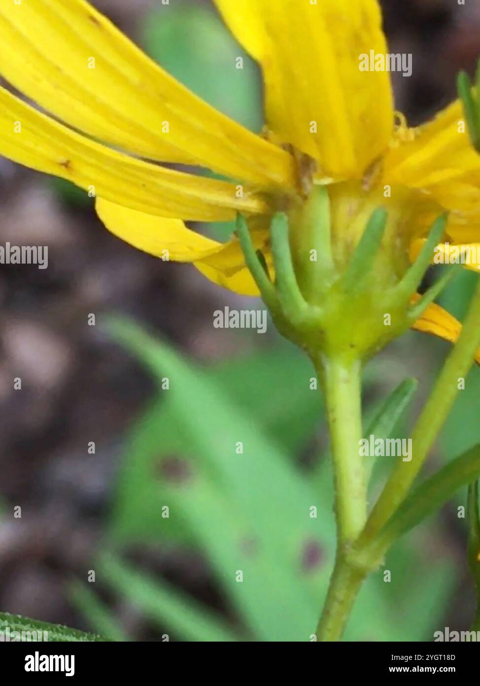 Greater Tickseed (Coreopsis major Stock Photo - Alamy