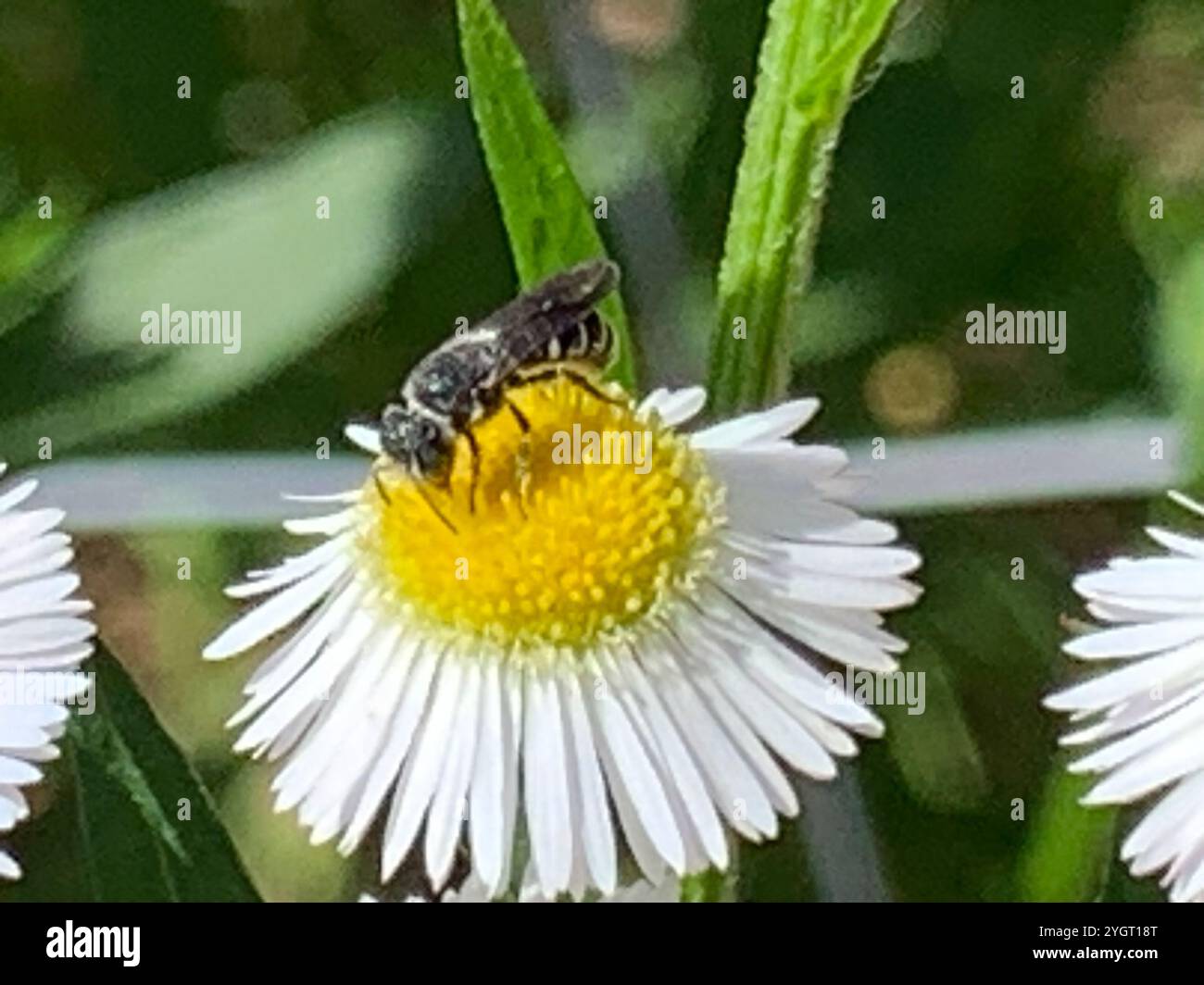 Small Mason Bees (Hoplitis Stock Photo - Alamy