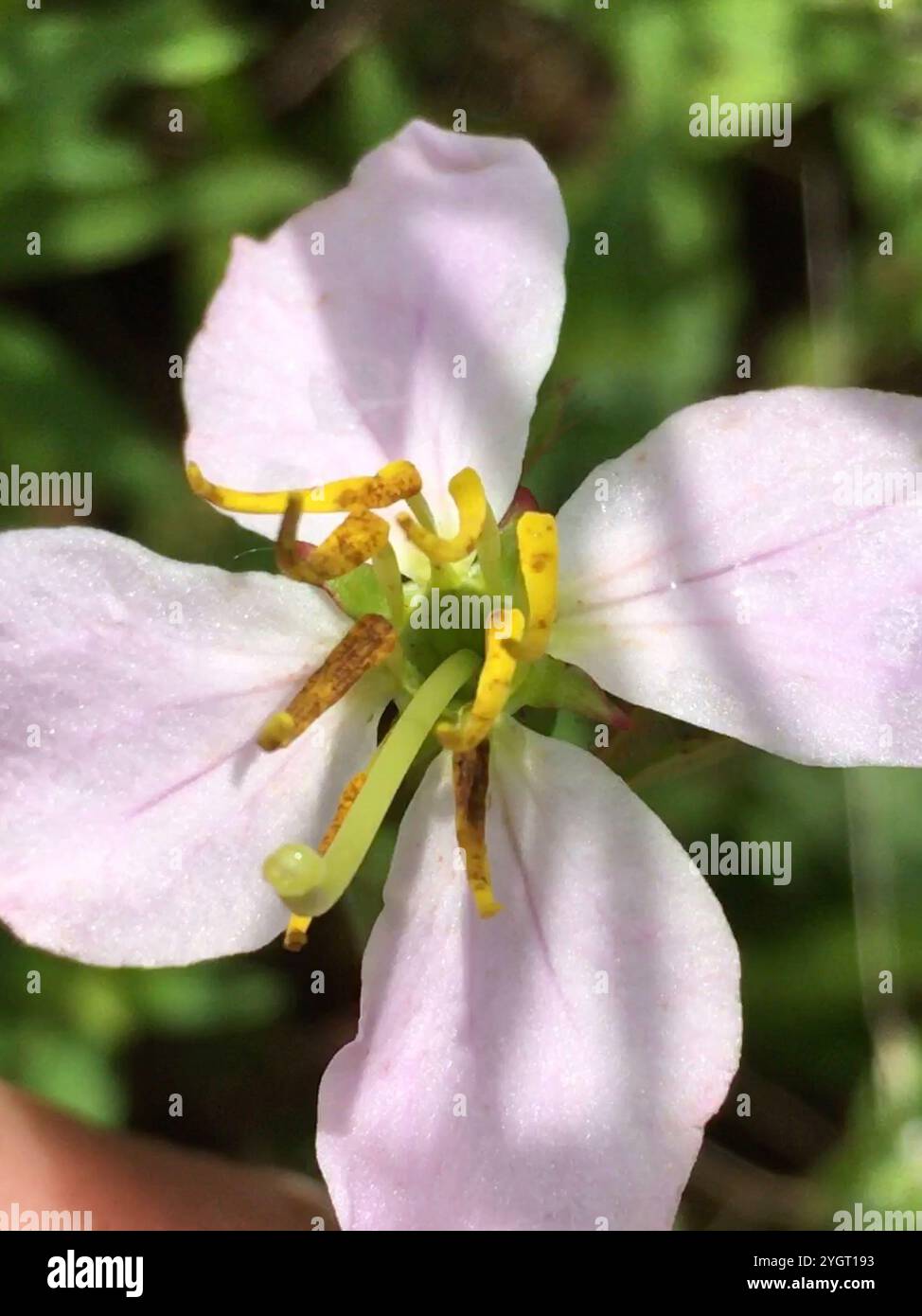 Maryland meadowbeauty (Rhexia mariana Stock Photo - Alamy