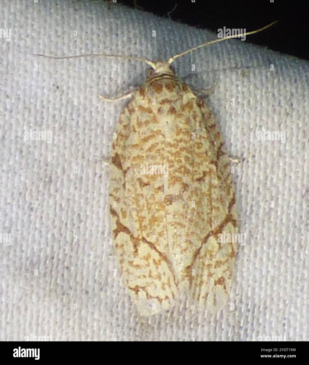 Yellow-winged Oak Leafroller Moth (Argyrotaenia quercifoliana Stock Photo - Alamy