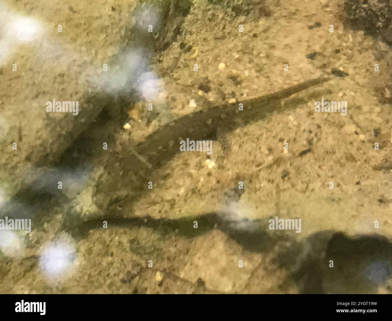 Southern Two-lined Salamander (Eurycea cirrigera Stock Photo - Alamy