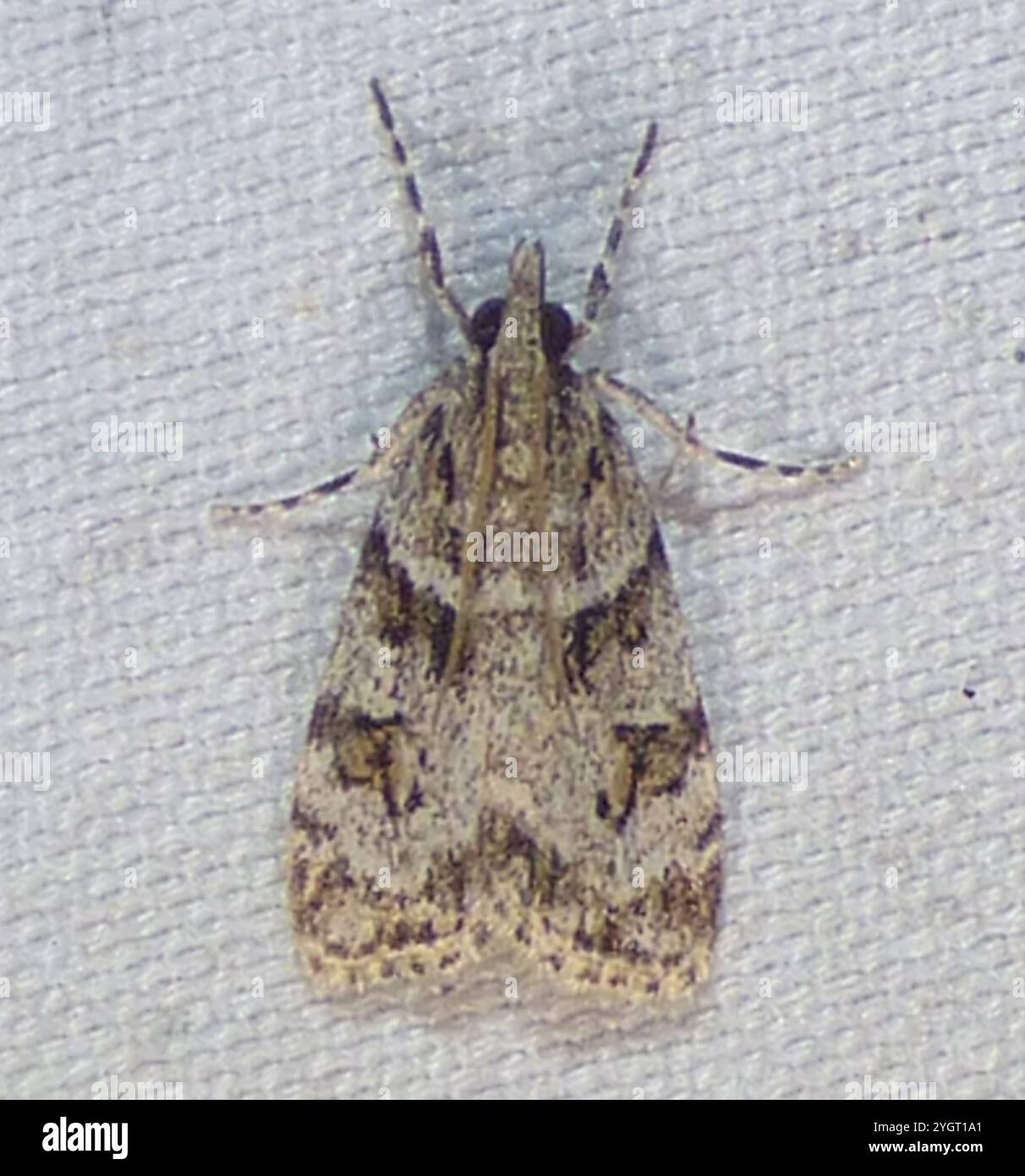 Double-striped Scoparia Moth (Scoparia biplagialis Stock Photo - Alamy