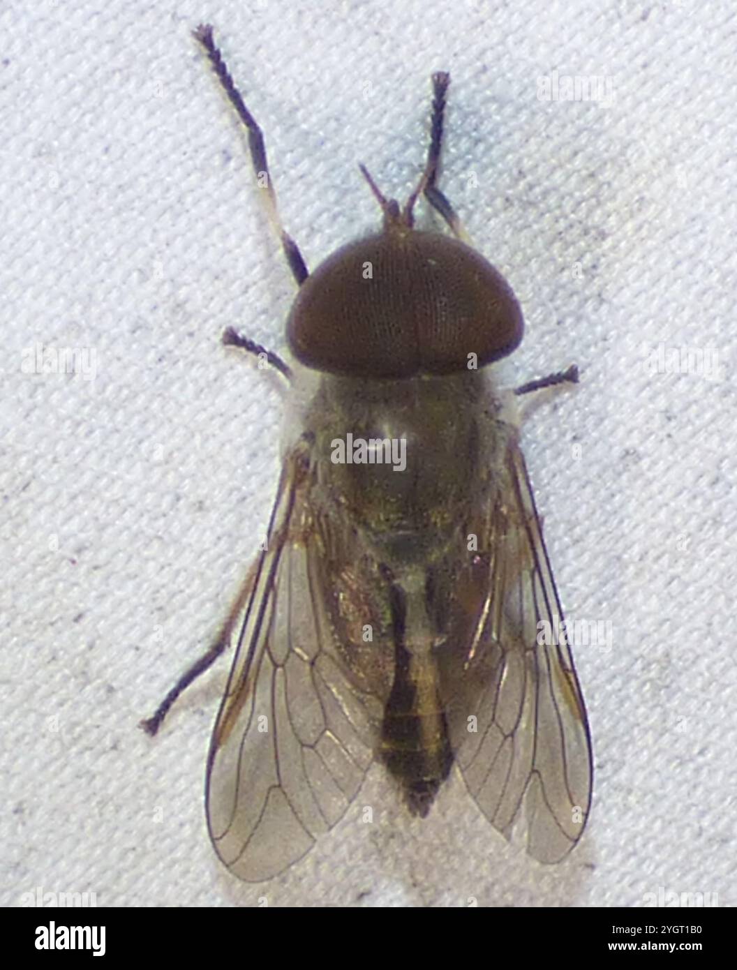 Striped Horse Fly (Tabanus lineola Stock Photo - Alamy