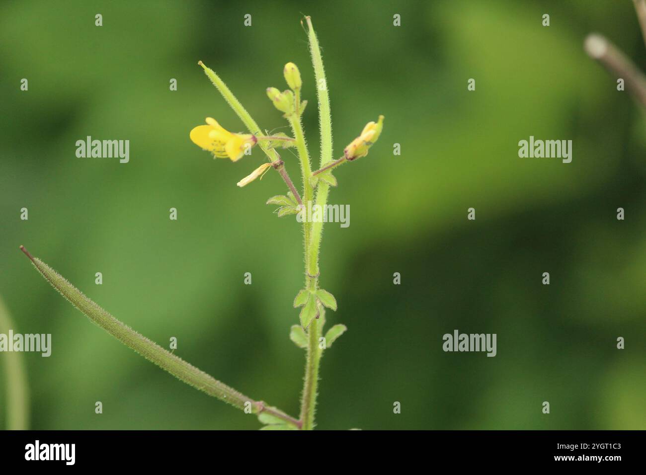 Asian spiderflower (Cleome viscosa Stock Photo - Alamy