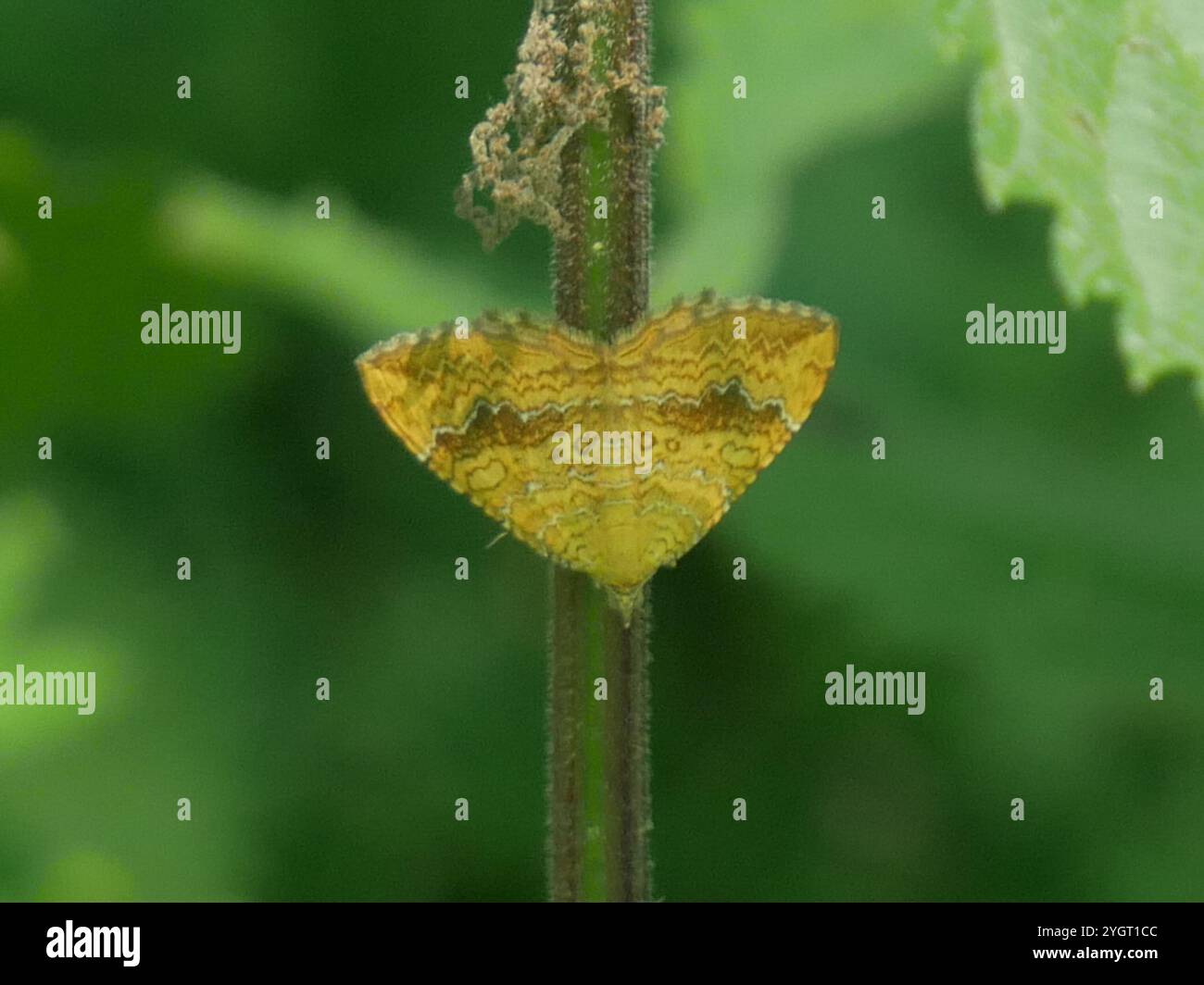 Yellow Shell Moth (Camptogramma bilineata Stock Photo - Alamy