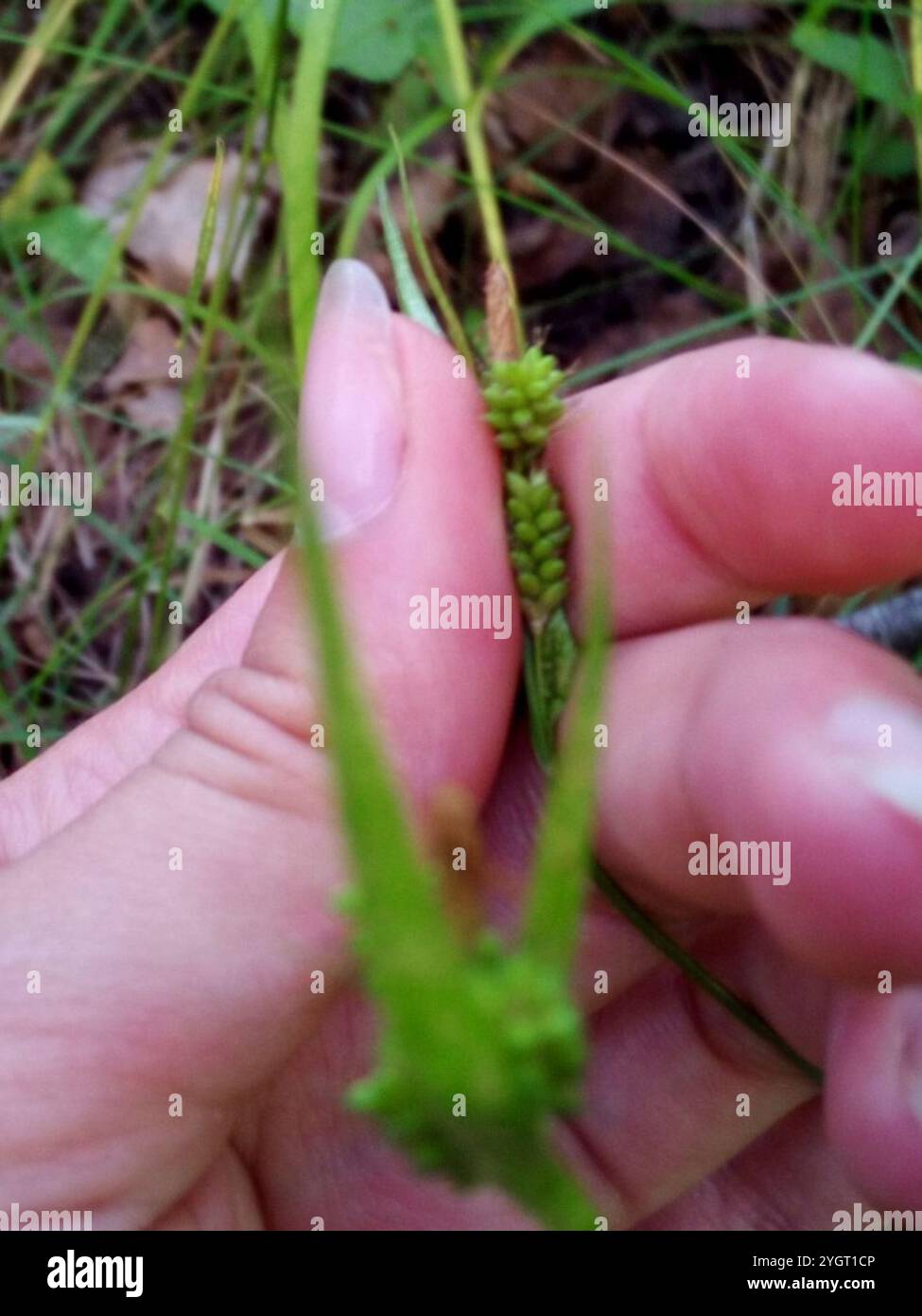Carex pallescens hi-res stock photography and images - Alamy