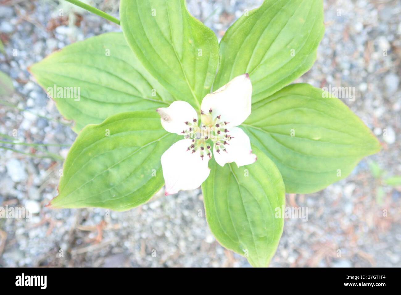 Canadian bunchberry (Cornus canadensis Stock Photo - Alamy