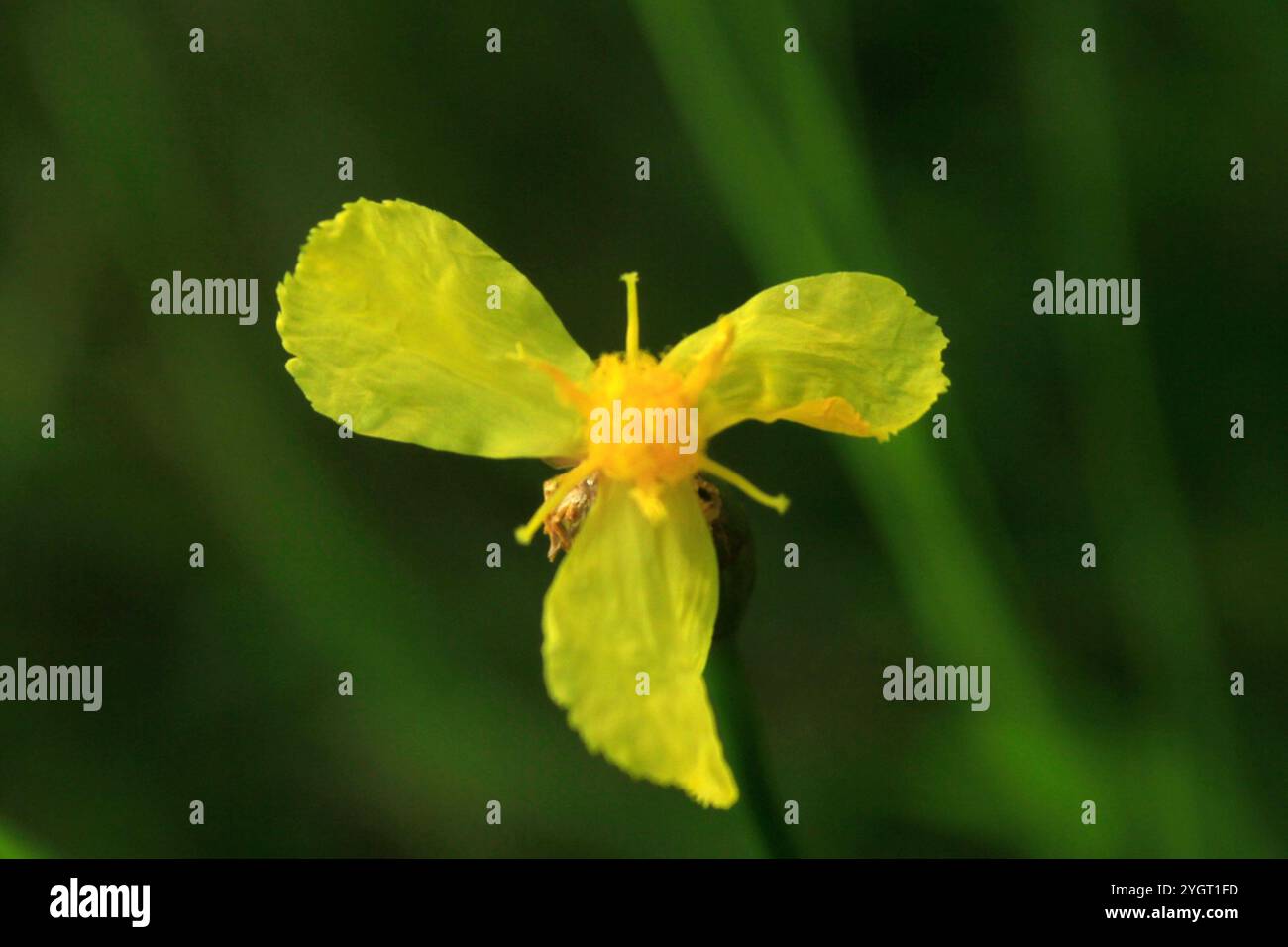 Xyris caroliniana hi-res stock photography and images - Alamy