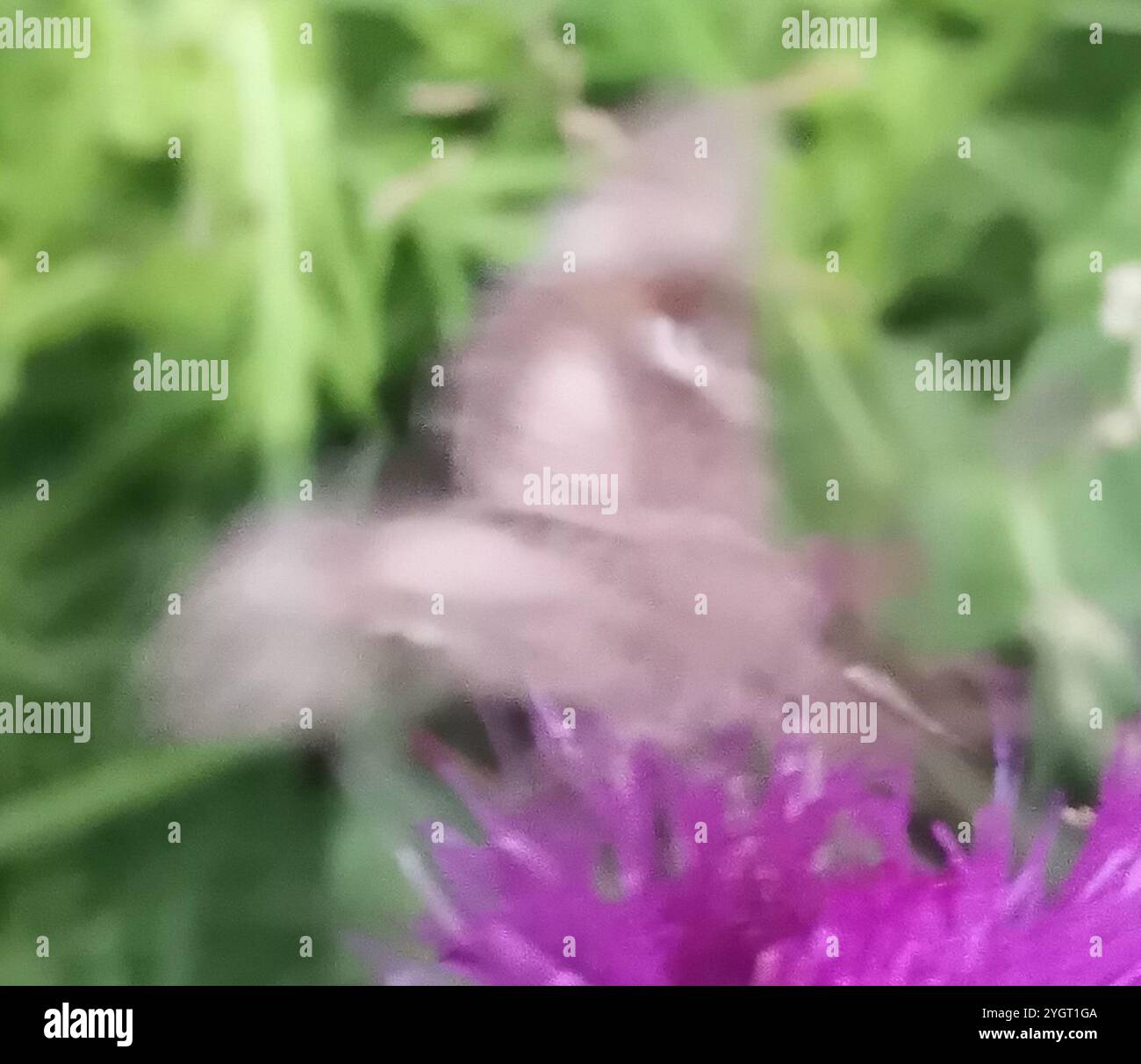 Plusiine Looper Moths (Plusiinae Stock Photo - Alamy