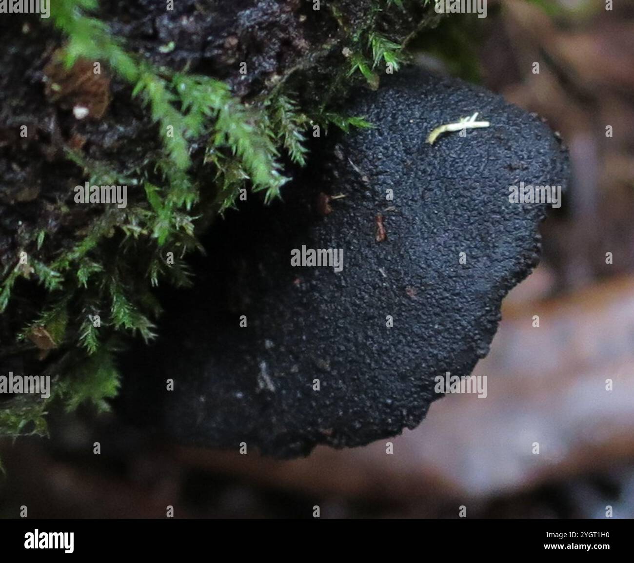 Ascomycete Fungi (Ascomycota Stock Photo - Alamy