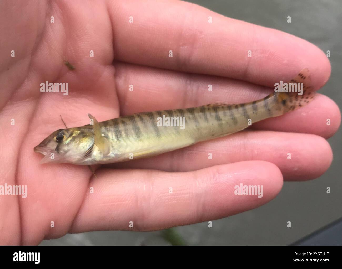 Texas Logperch (Percina carbonaria Stock Photo - Alamy
