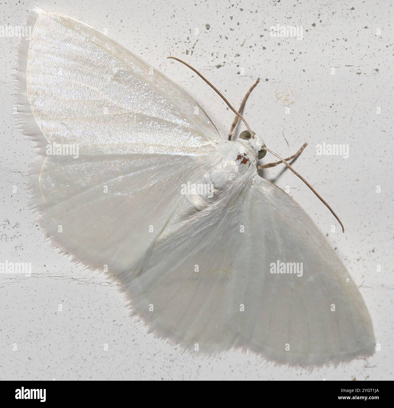 White Spring Moth (Lomographa vestaliata Stock Photo - Alamy