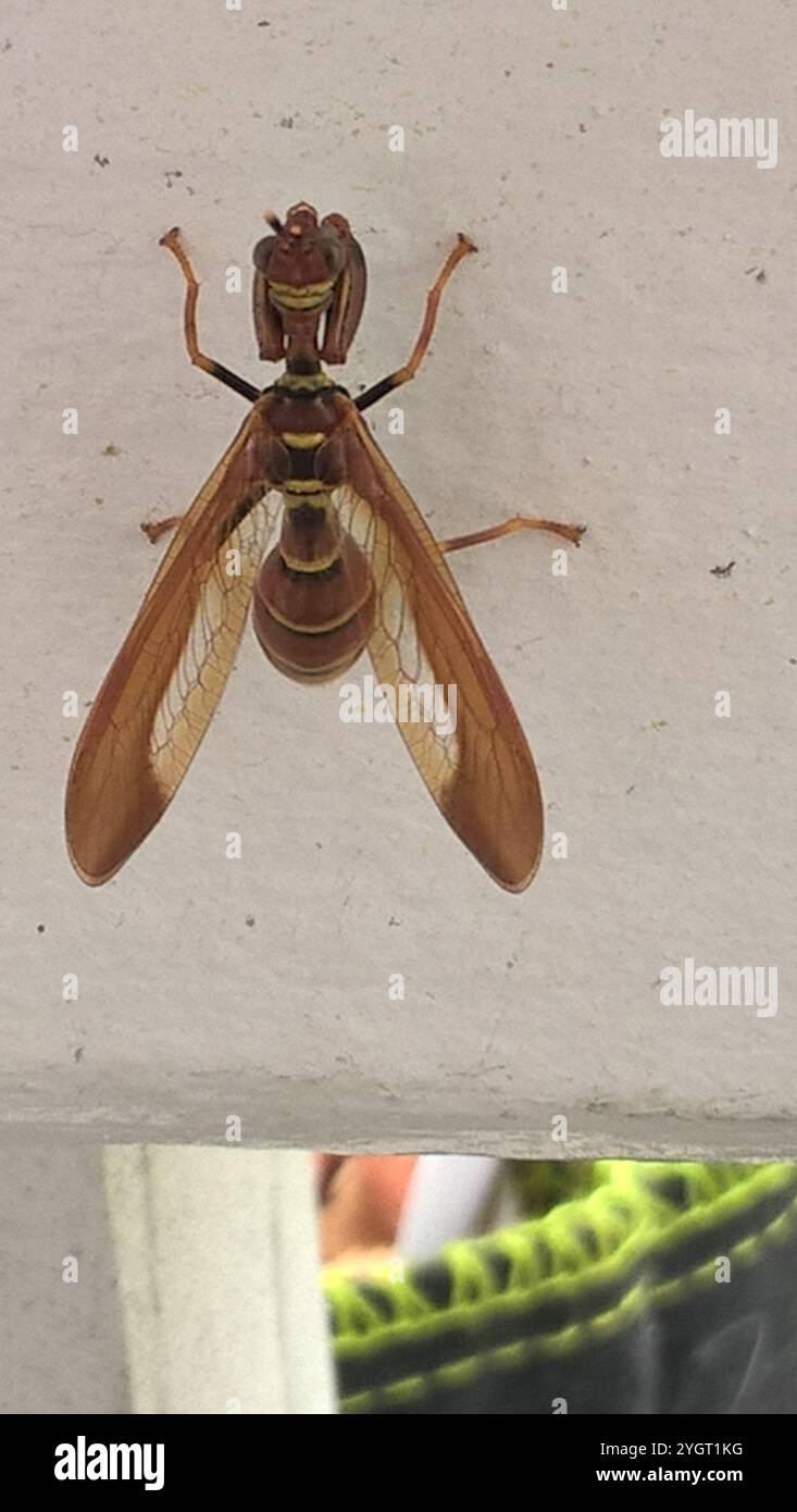 Brown Wasp Mantidfly (Climaciella brunnea Stock Photo - Alamy