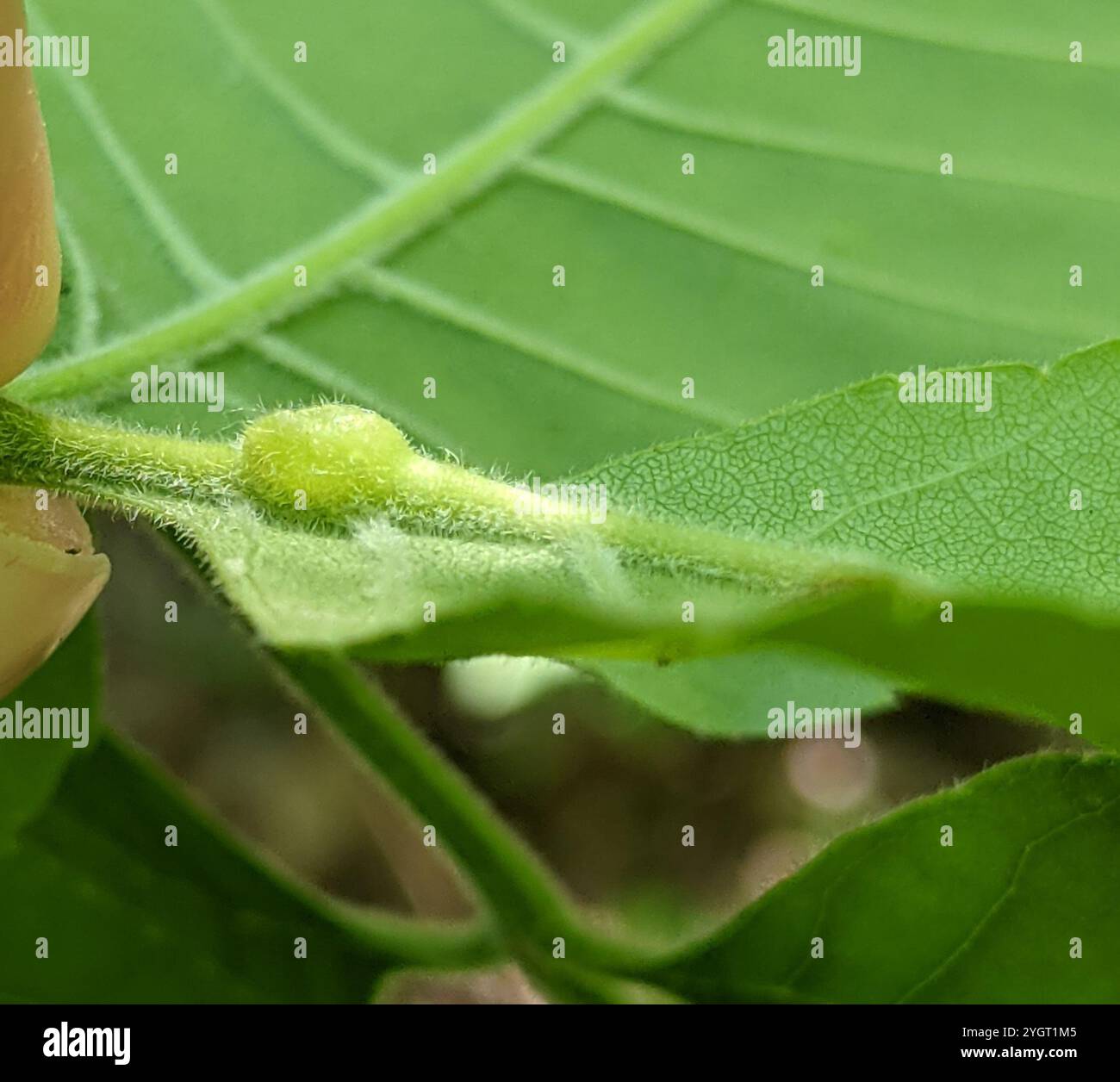 ash bullet gall midge (Dasineura pellex Stock Photo - Alamy