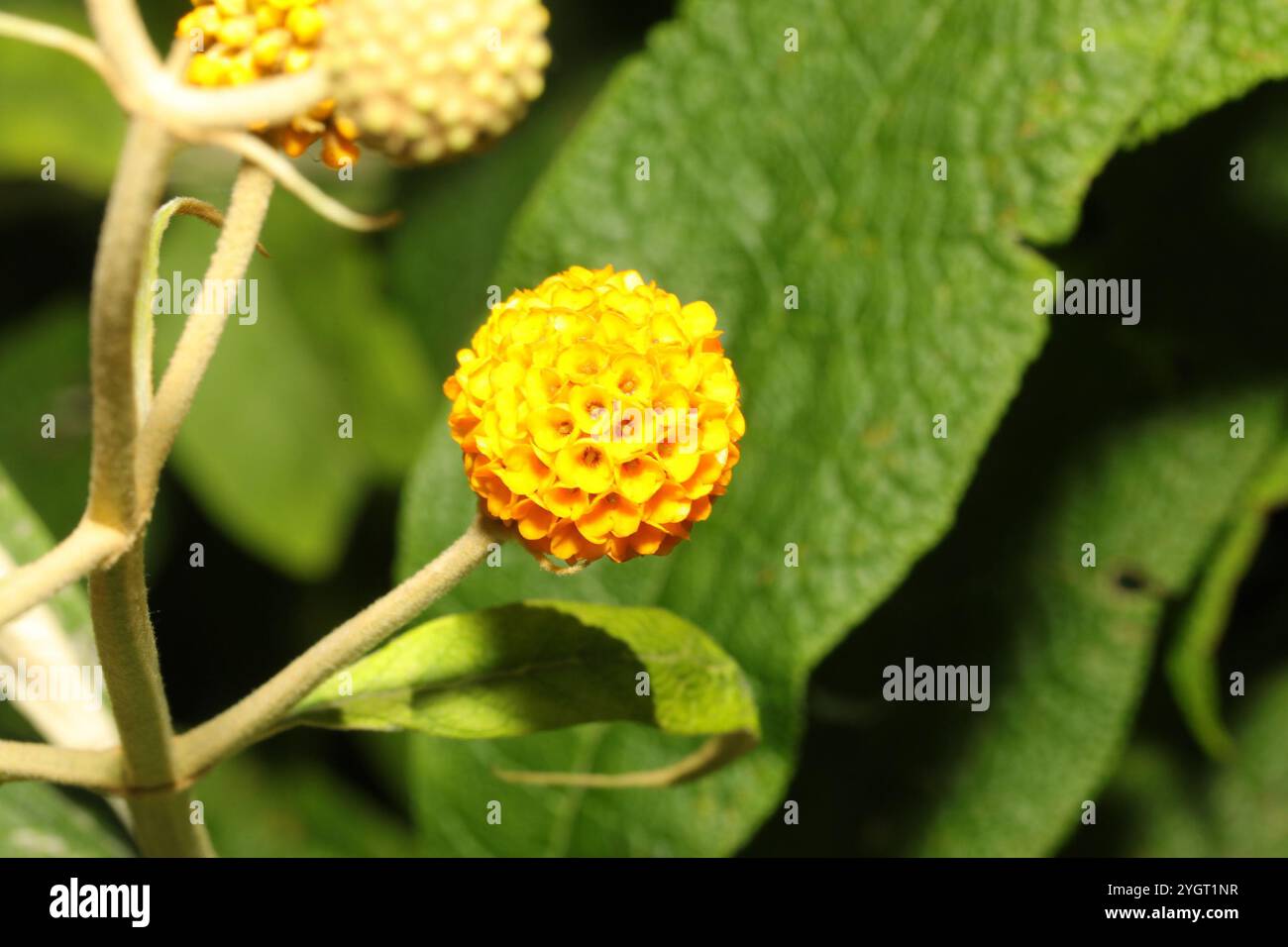 Orange-ball tree (Buddleja globosa Stock Photo - Alamy