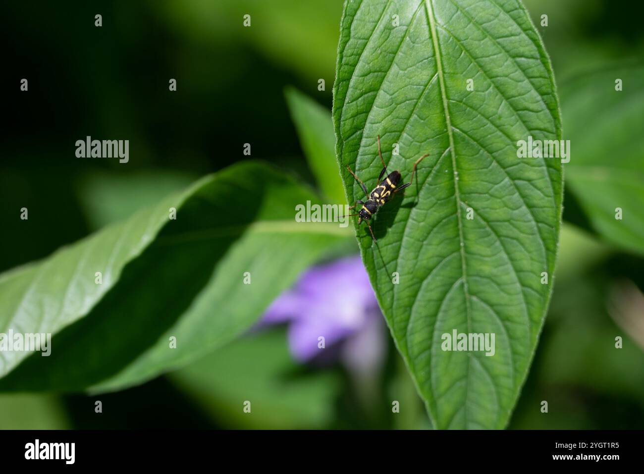 Round necked longhorn hi-res stock photography and images - Alamy