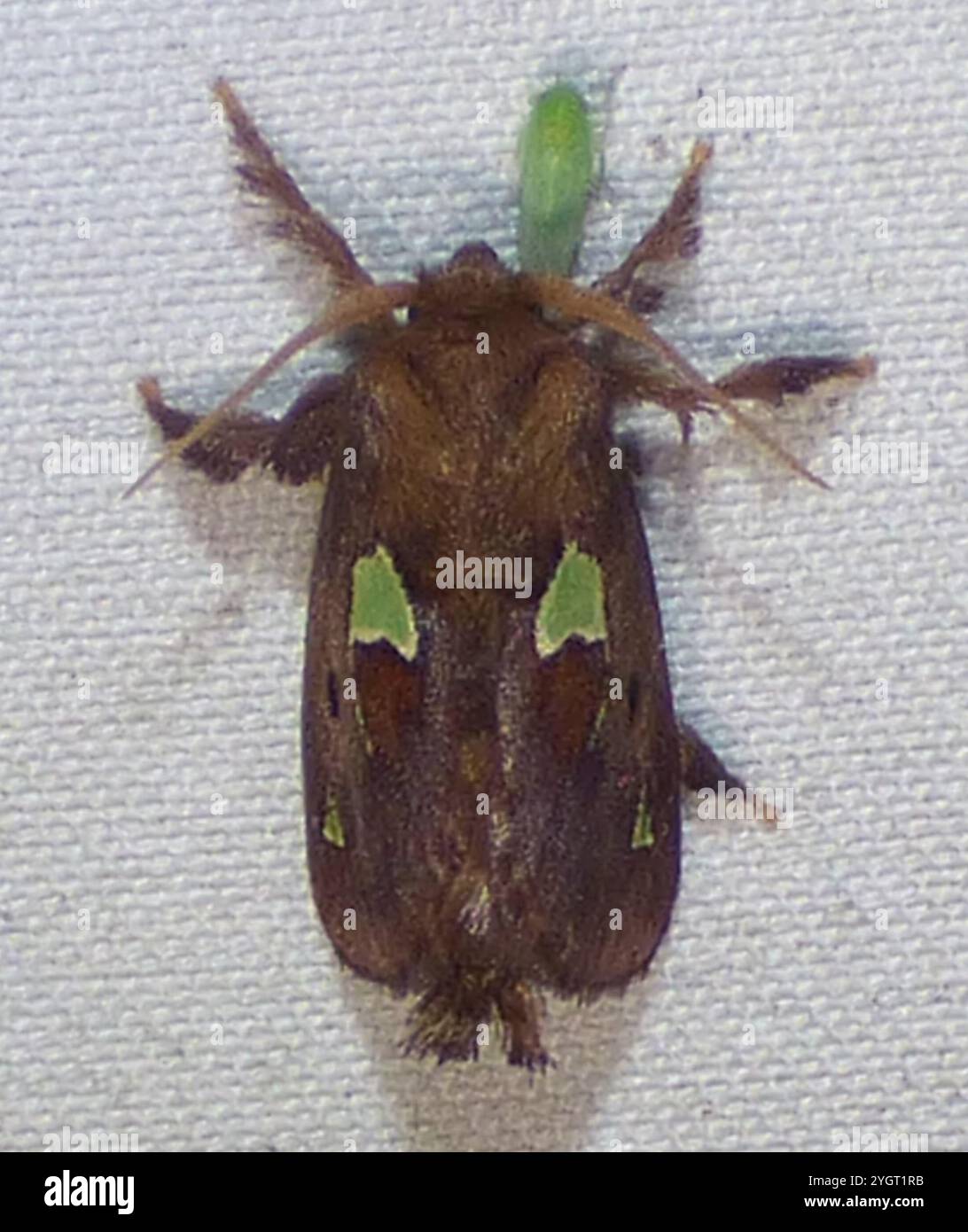 Spiny Oak-slug Moth (Euclea delphinii Stock Photo - Alamy