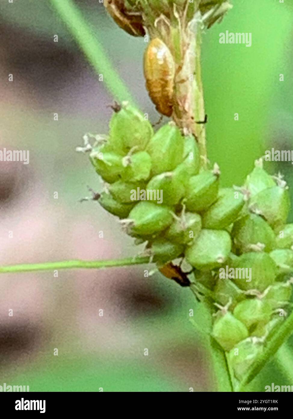 Fuzzy wuzzy hi-res stock photography and images - Alamy