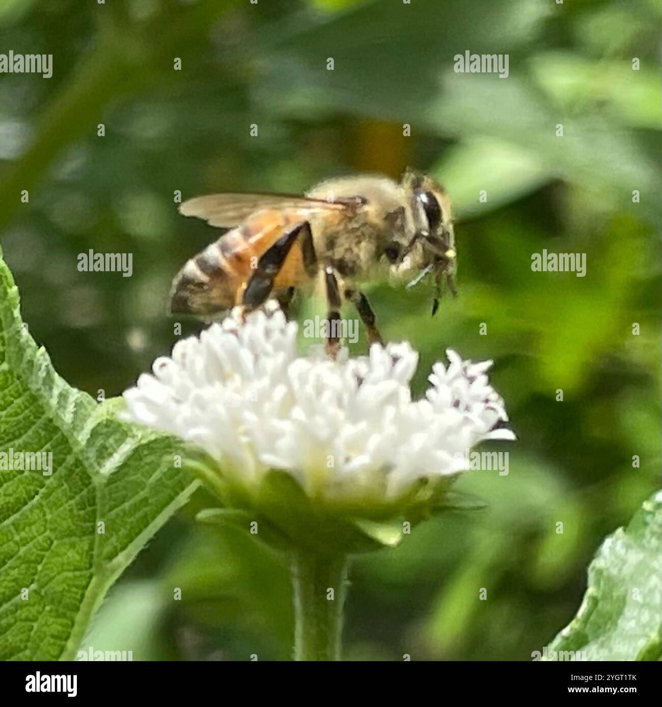 Western Honey Bee (Apis mellifera Stock Photo - Alamy