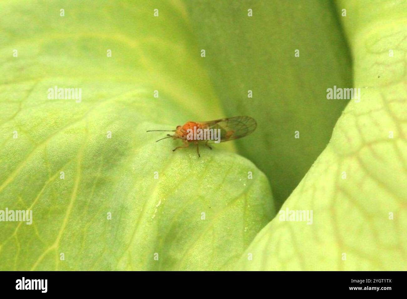 Psylloidea hi-res stock photography and images - Alamy