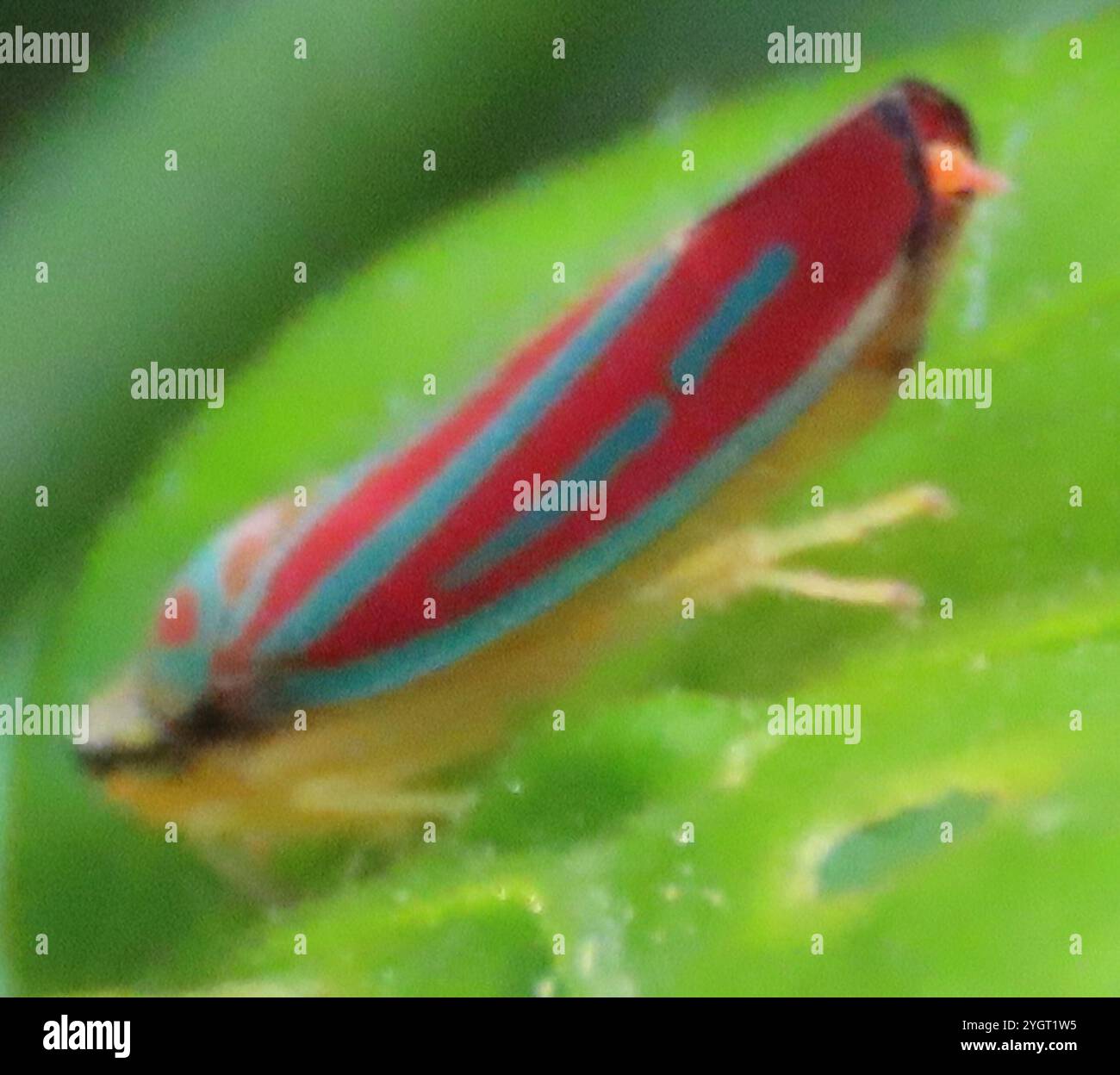 Red-banded Leafhopper (Graphocephala coccinea Stock Photo - Alamy