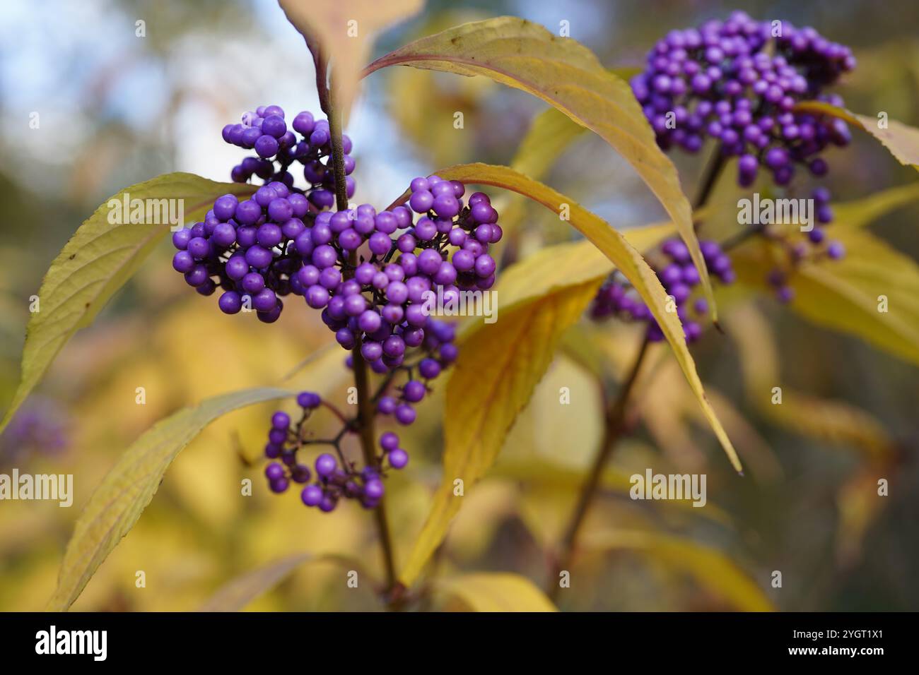closeup image of fruits of the callicarpa japonica tree during autumn ...