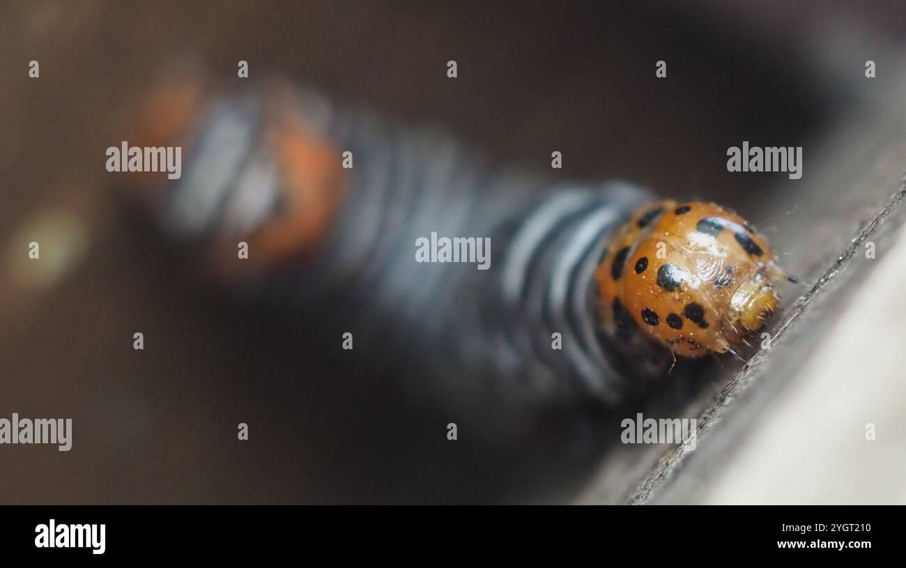 Grapevine Epimenis Moth (Psychomorpha epimenis Stock Photo - Alamy