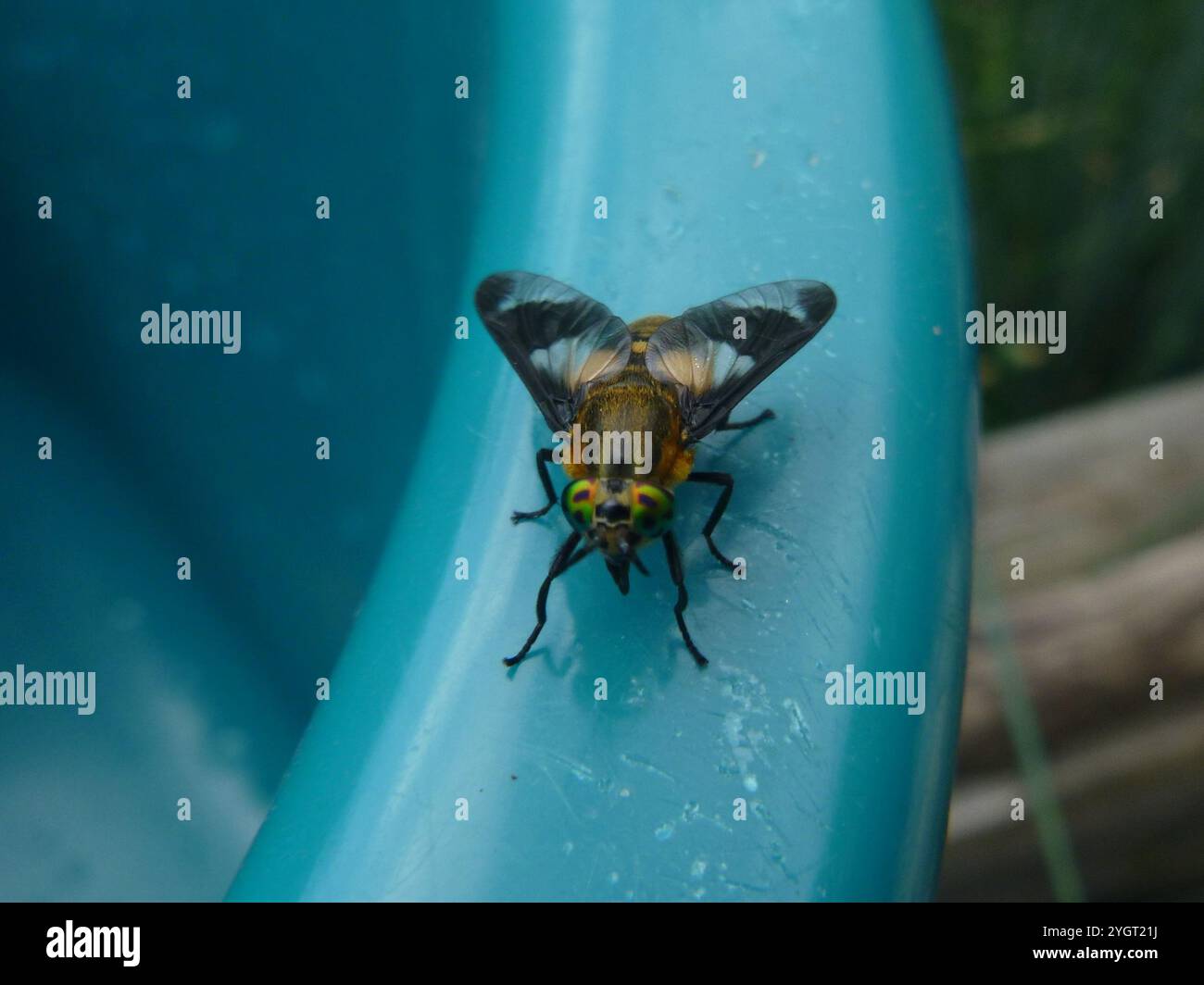 Splayed deer fly chrysops caecutiens hi-res stock photography and ...