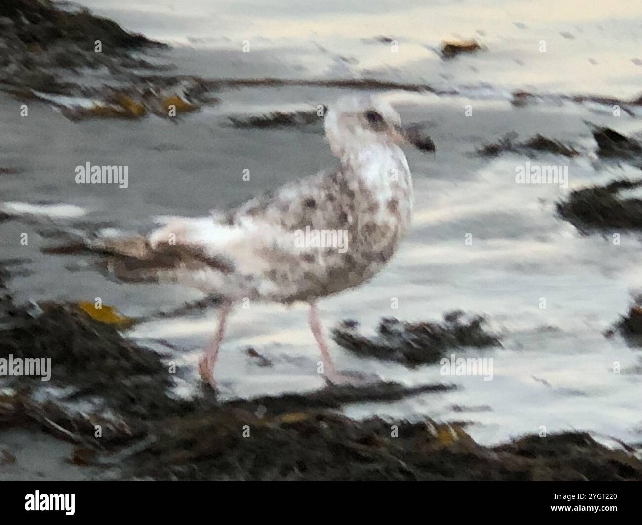 Large White-headed Gulls (Larus Stock Photo - Alamy