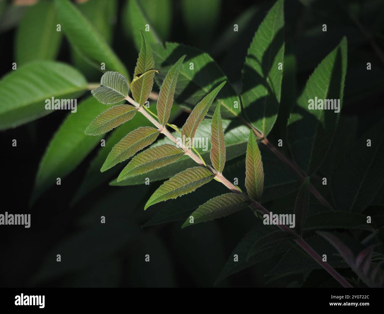 (Rhus chinensis roxburghii Stock Photo - Alamy