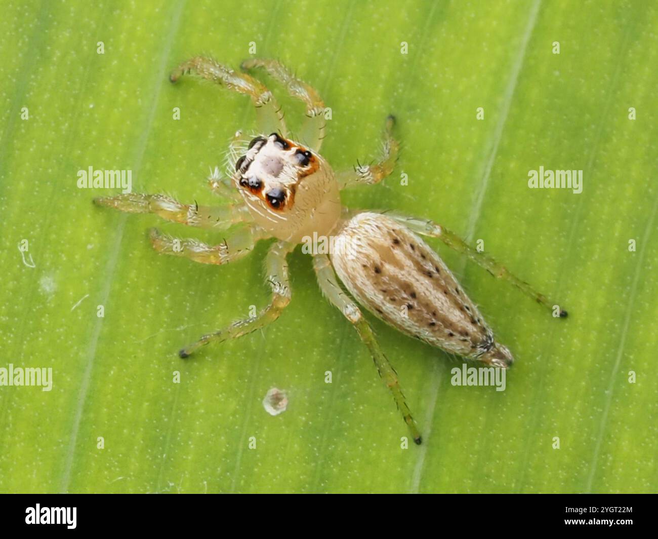 Sylvan Jumping Spider (Colonus sylvanus Stock Photo - Alamy
