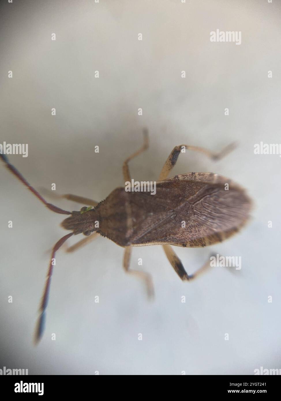 Slender horned leatherbug hi-res stock photography and images - Alamy