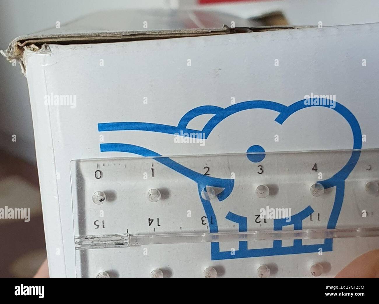 Blue Mud-dauber Wasps (Chalybion Stock Photo - Alamy