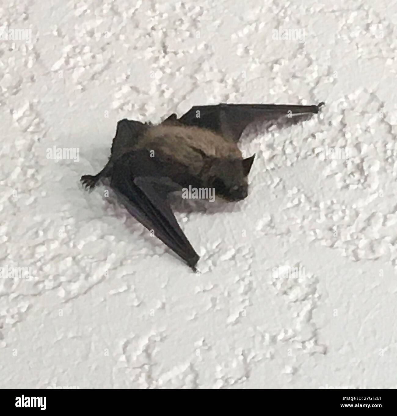 Mouse-eared Bats (Myotis Stock Photo - Alamy