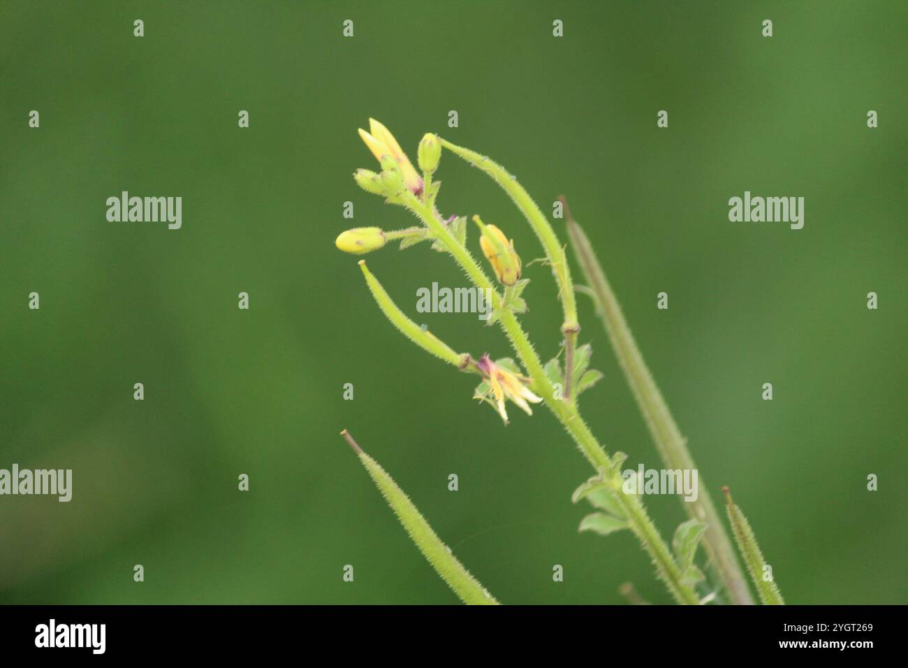 Asian spiderflower (Cleome viscosa Stock Photo - Alamy