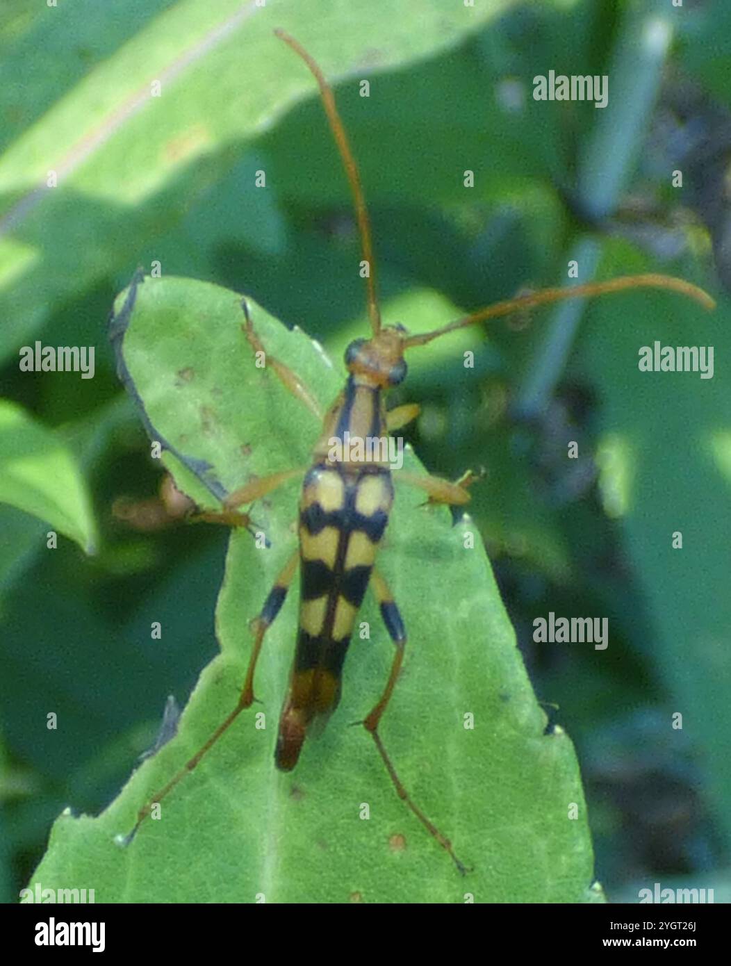 Yellow-horned Flower Longhorn Beetle (Strangalia luteicornis Stock ...
