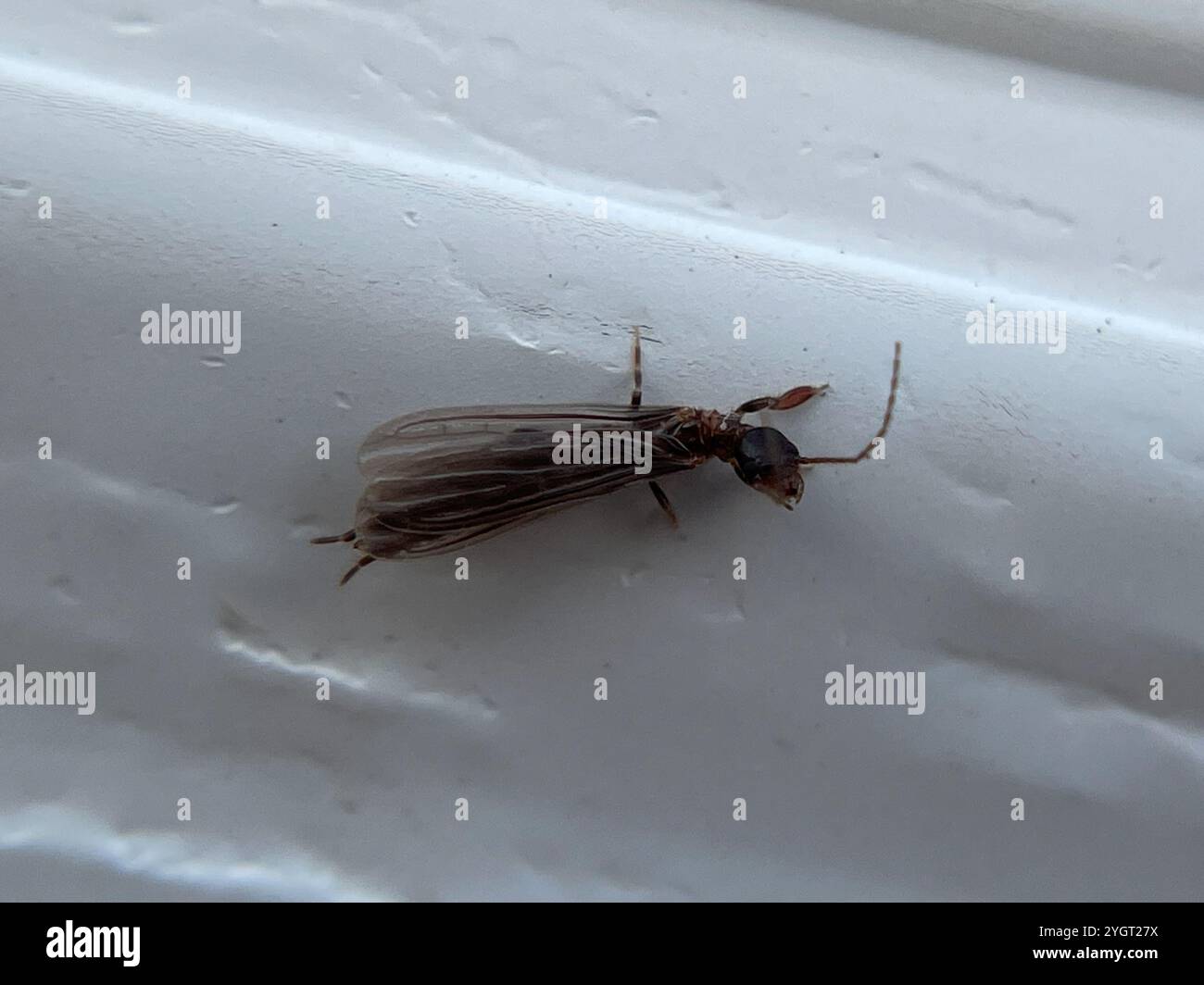 Webspinners hi-res stock photography and images - Alamy