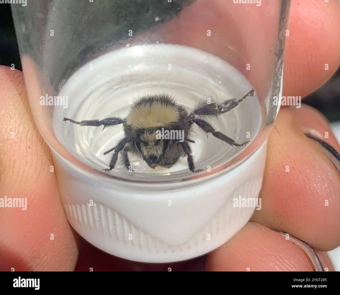 Yellow-faced Bumble Bee (Bombus vosnesenskii Stock Photo - Alamy