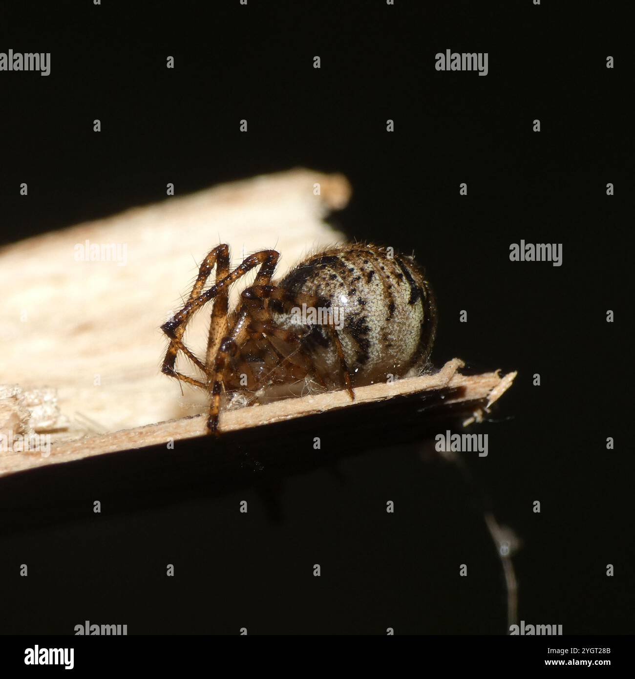 Comb-footed Spiders (Theridiidae Stock Photo - Alamy