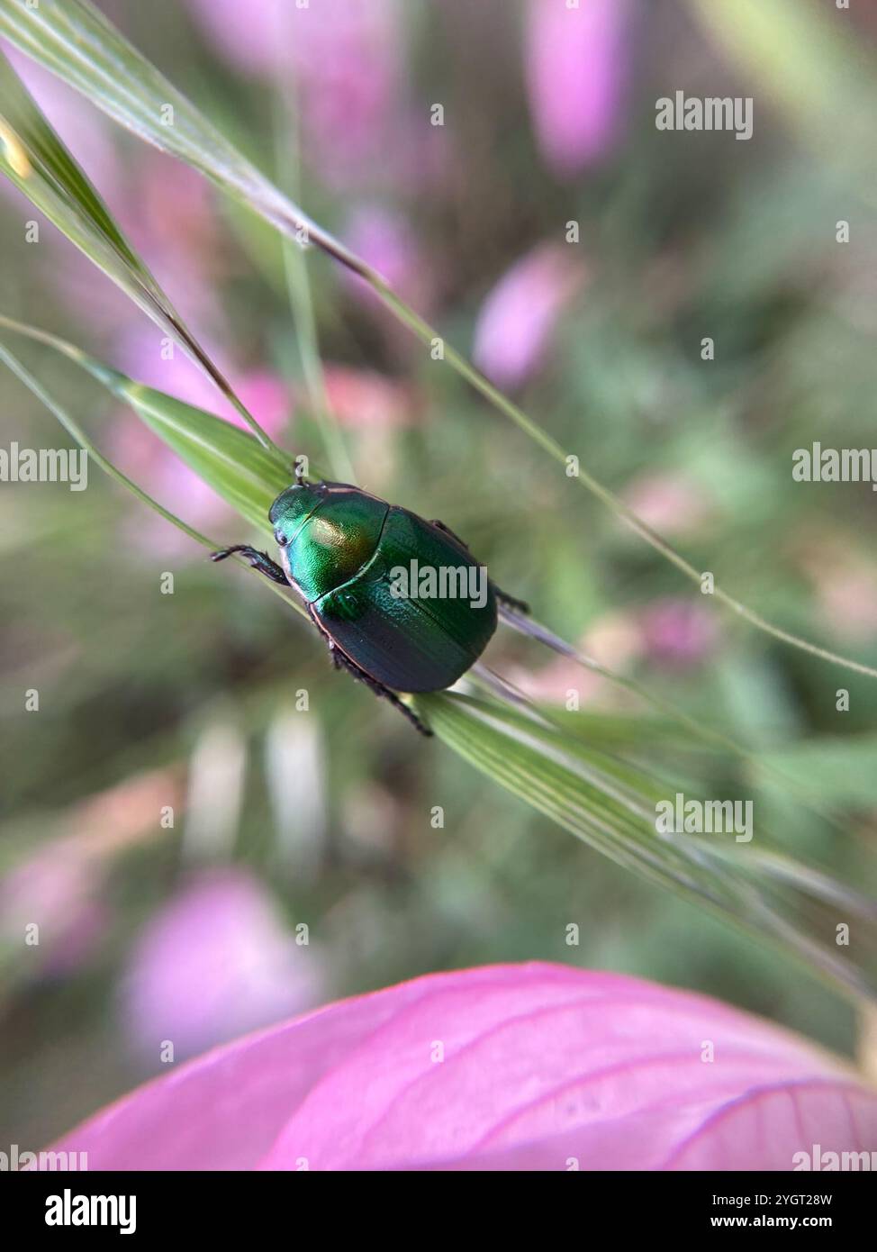 Pale and Green Leaf Chafers (Anomala Stock Photo - Alamy