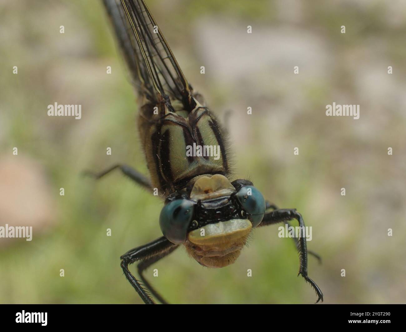 Arigomphus cornutus hi-res stock photography and images - Alamy
