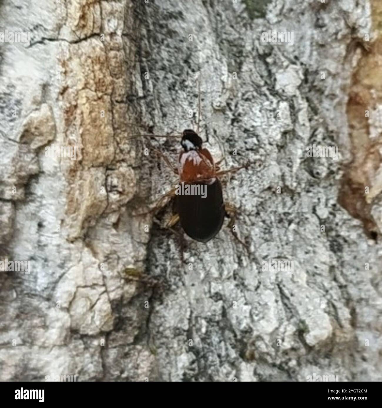 Calathus melanocephalus hi-res stock photography and images - Alamy