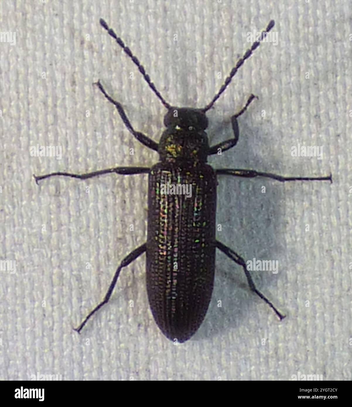 Strongylium hi-res stock photography and images - Alamy