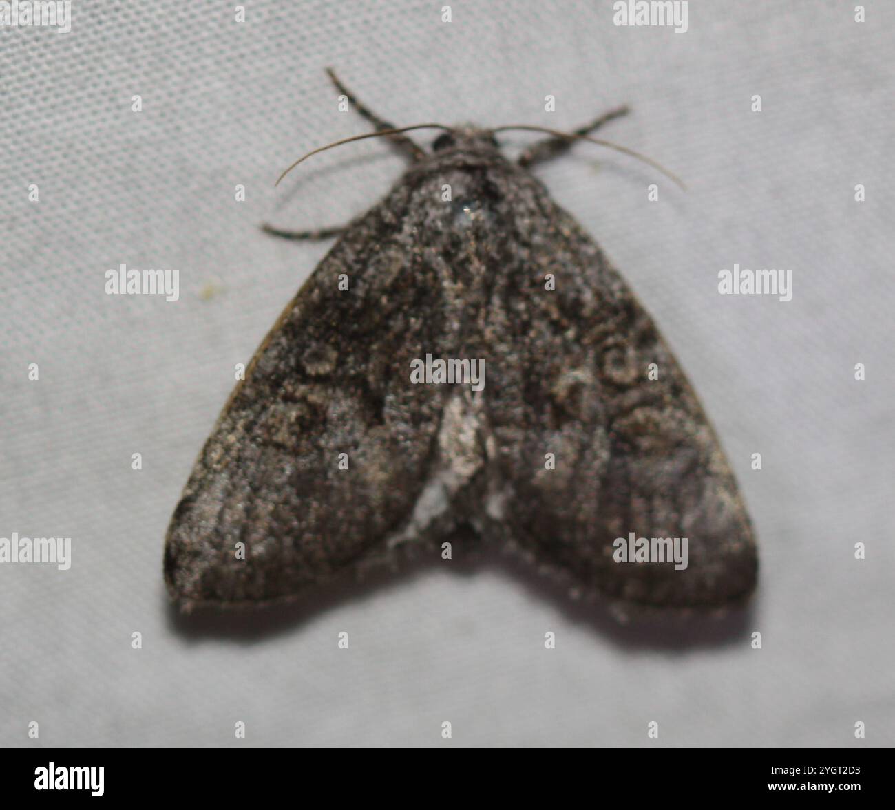 Brother Moth (Raphia frater Stock Photo - Alamy